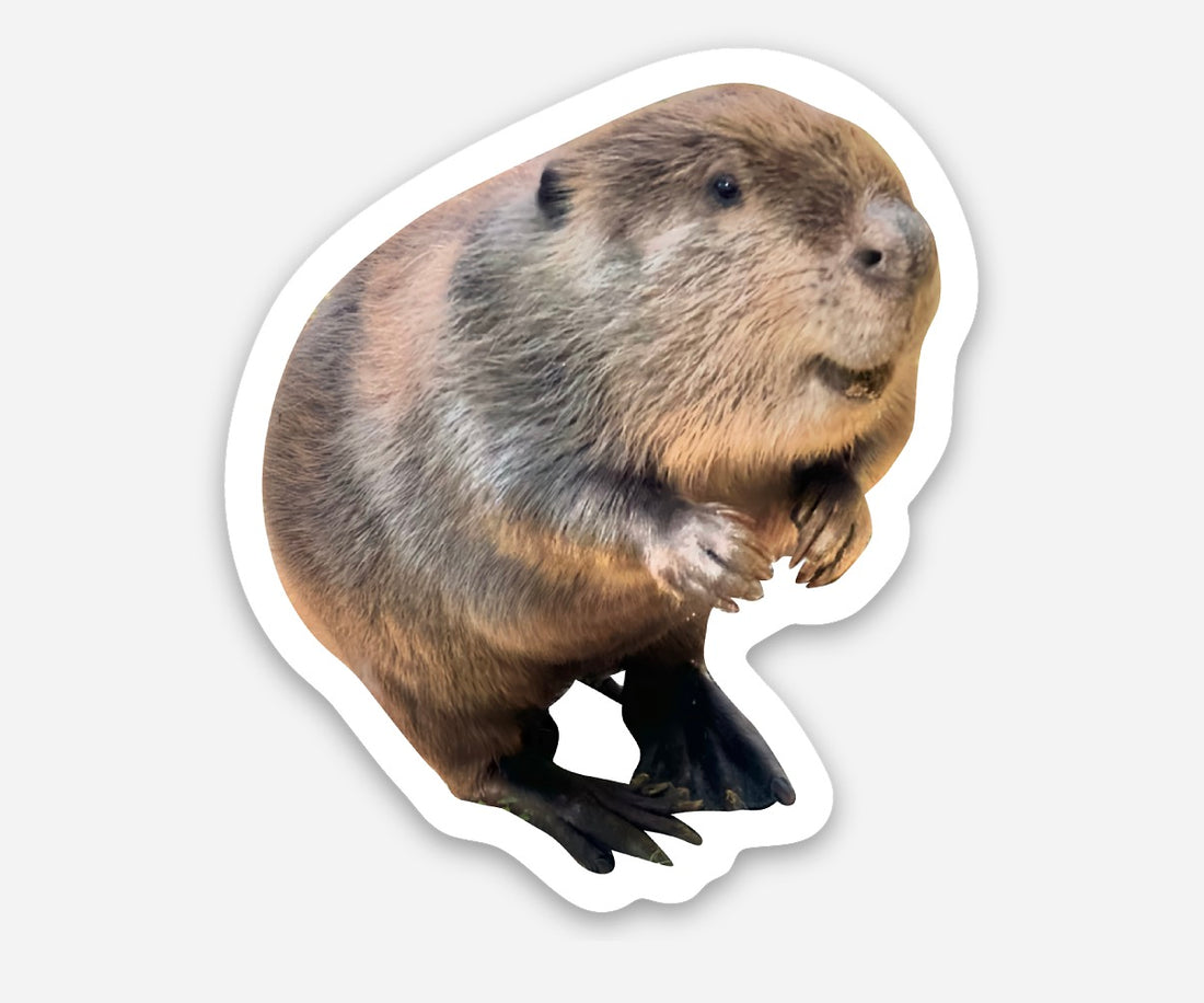 Something Wild Beaver Rescue Merch Store