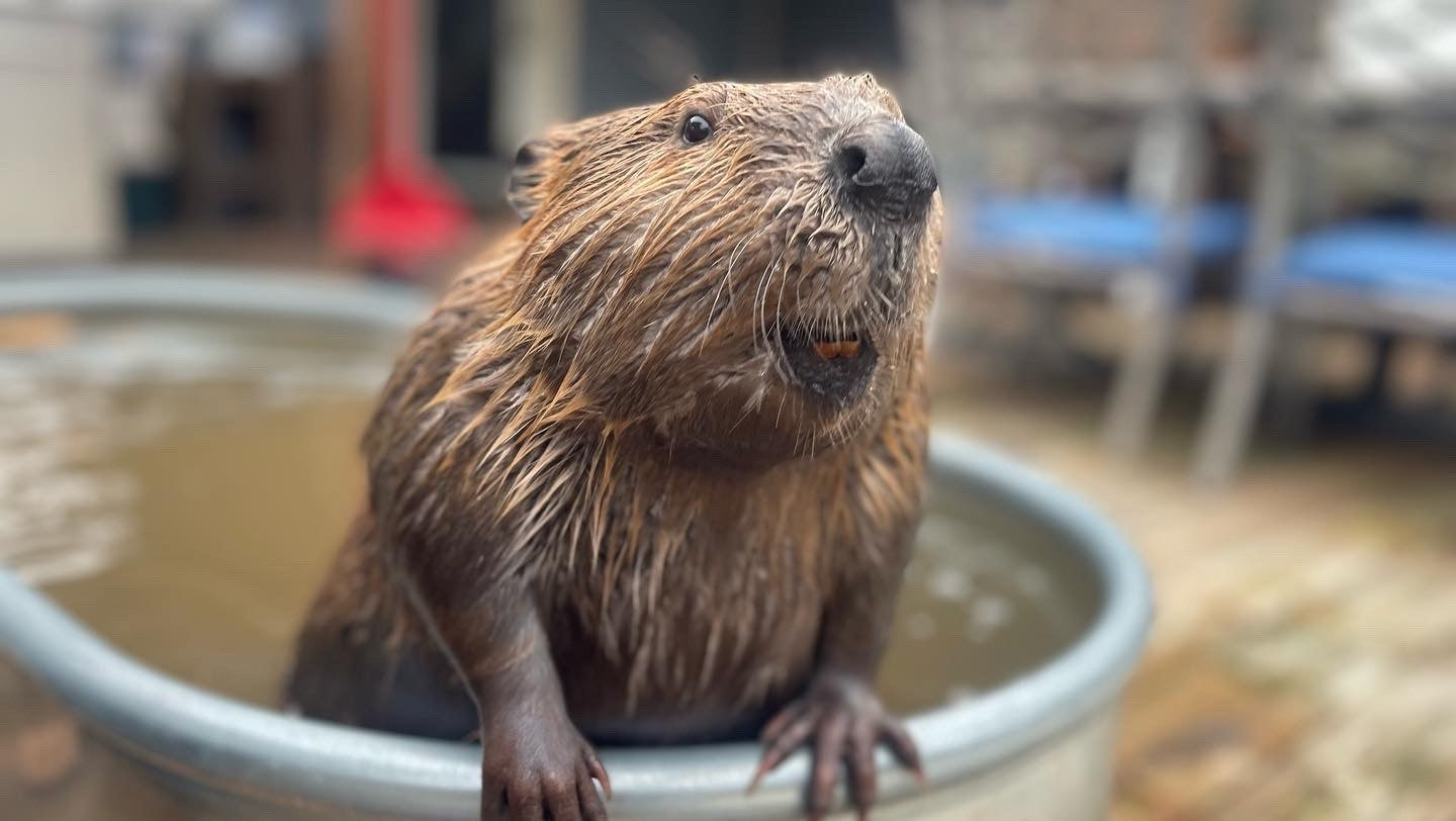 Rescue Beaver Merchandise – Rescue Beavers